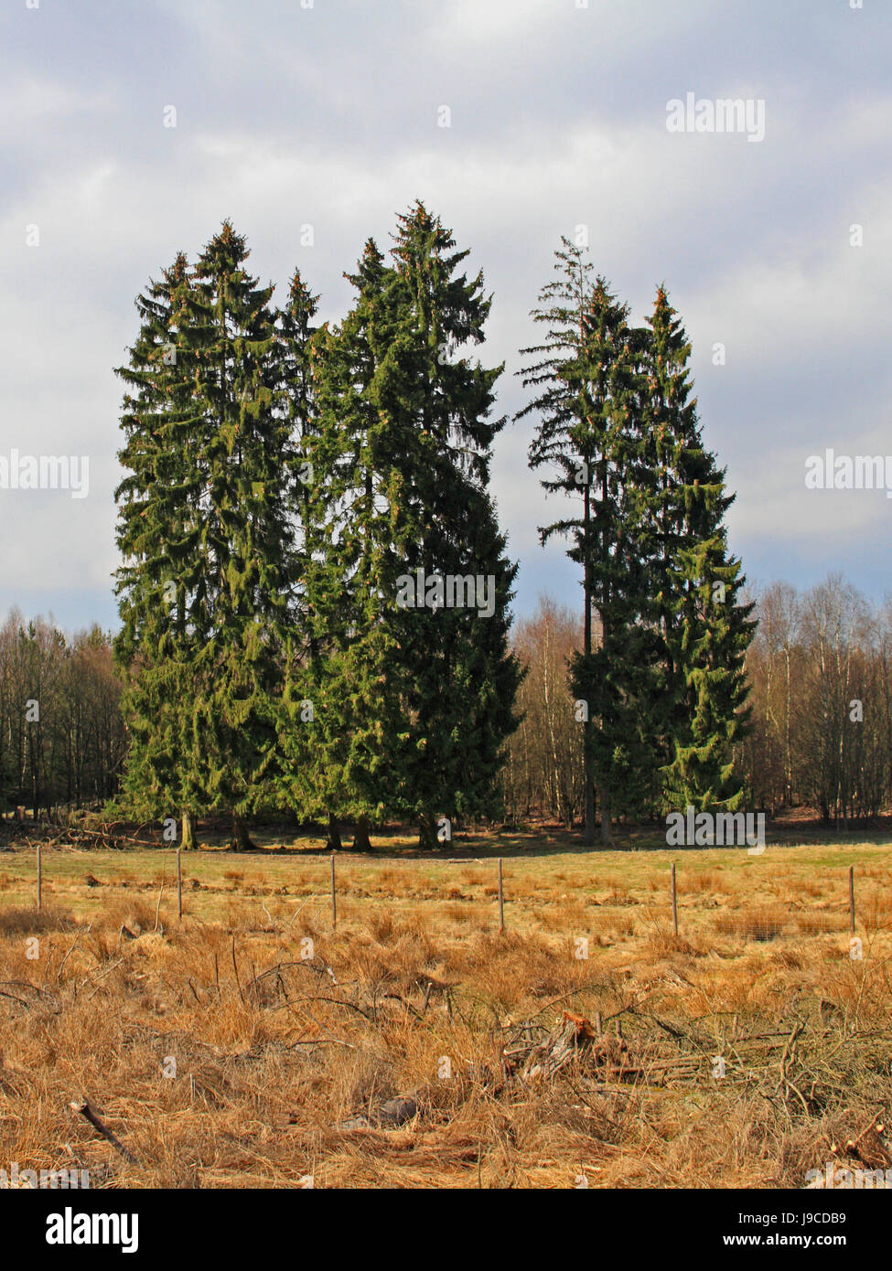 tree, trees, clump of trees, firs, forest, forestry, environment ...