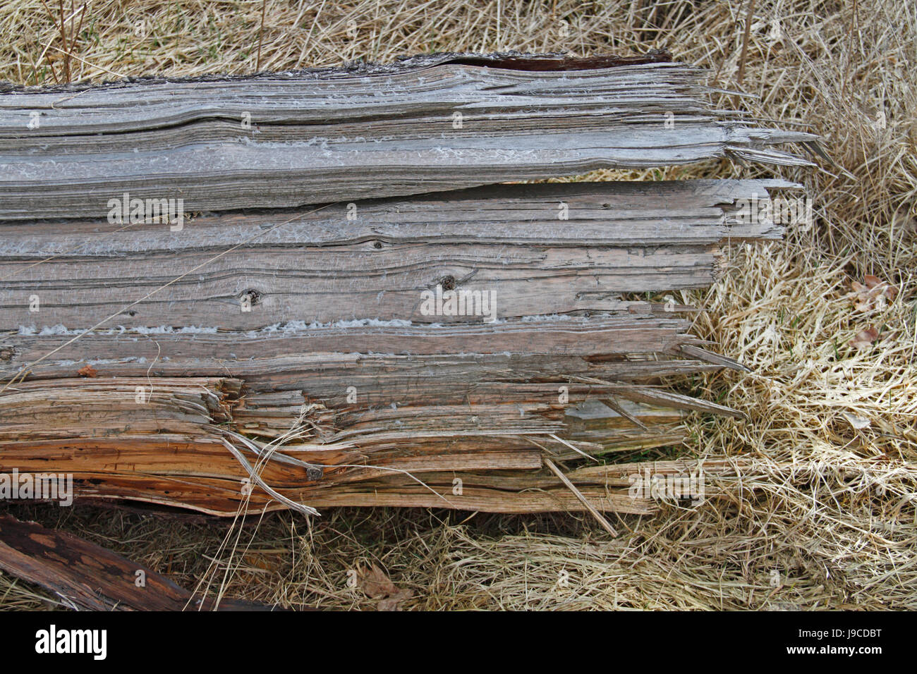 wood, raw material, fibrous, splinted, macro, close-up, macro admission ...