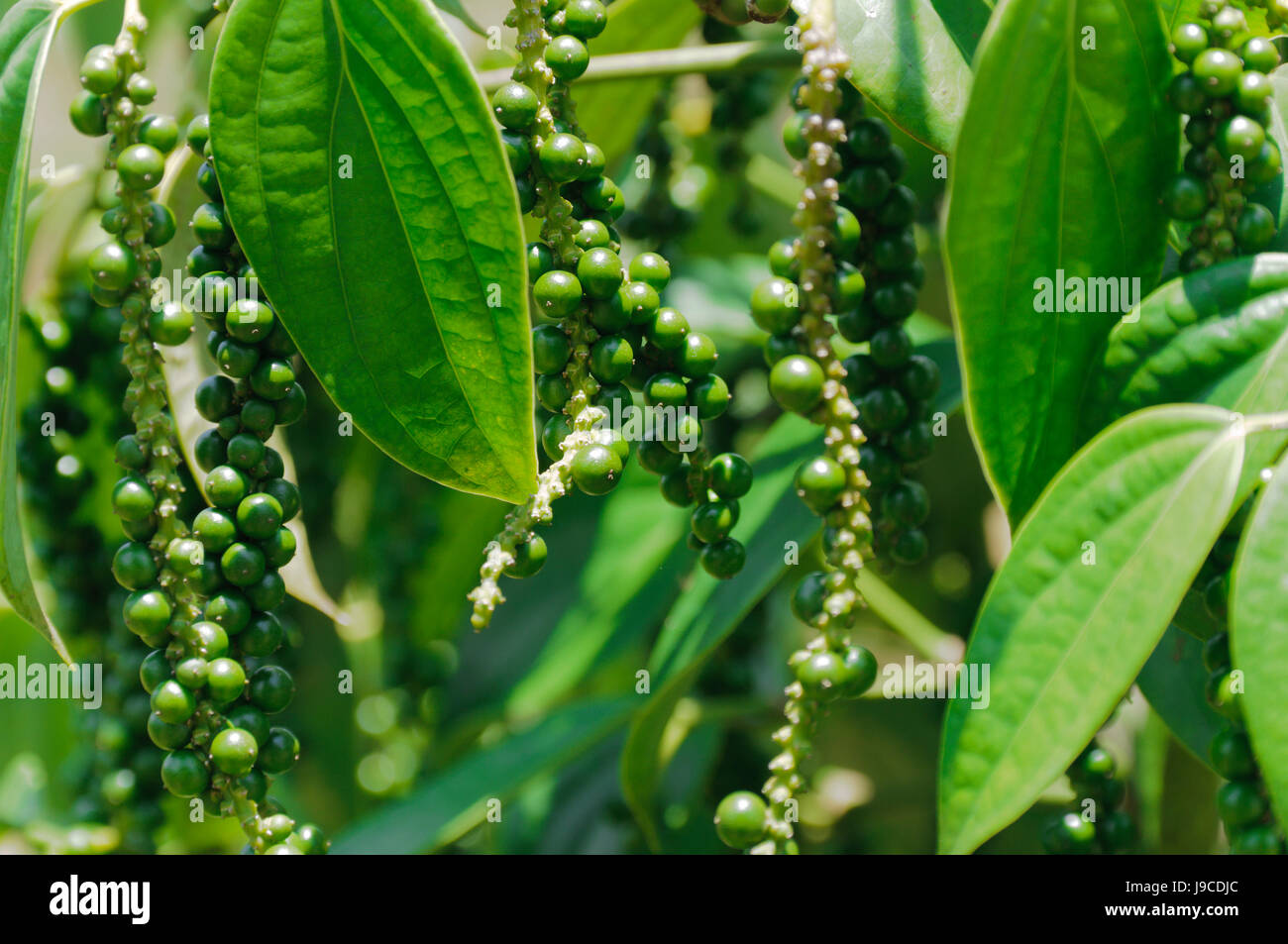 pepper, plantation, plant, asia, malaysia, borneo, horizontal, fruit ...