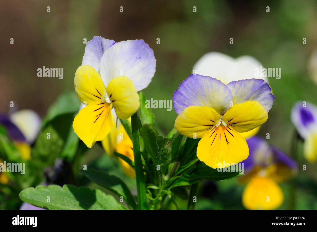 Close up horn violet pansy hi-res stock photography and images - Alamy