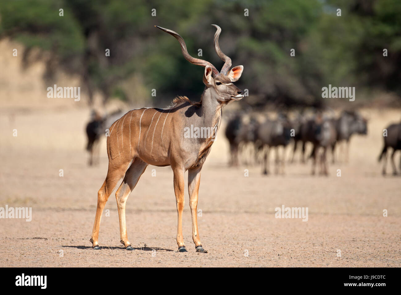 animal, mammal, male, masculine, wildlife, antelope, horns, nature ...