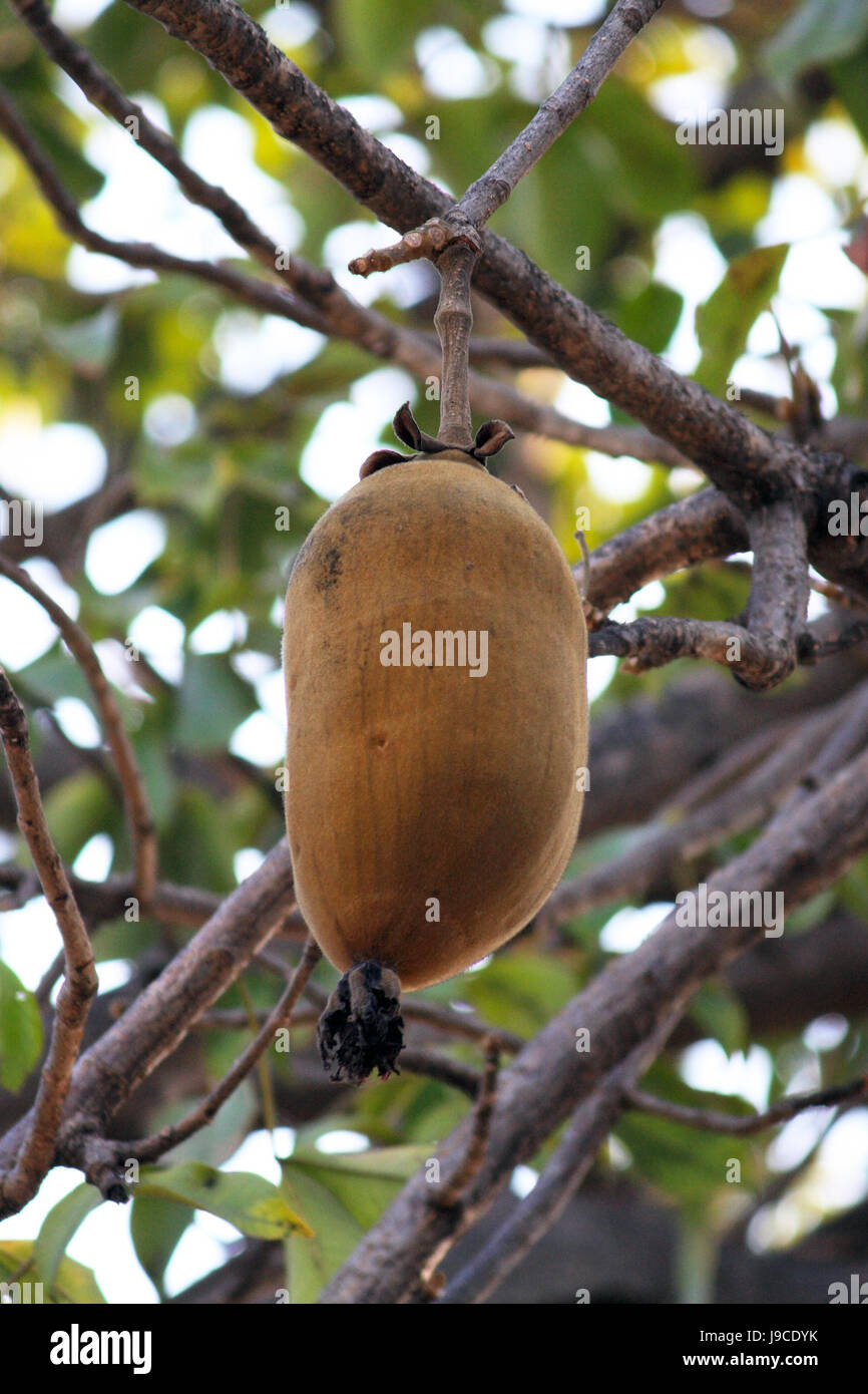 Spore nut hi-res stock photography and images - Alamy