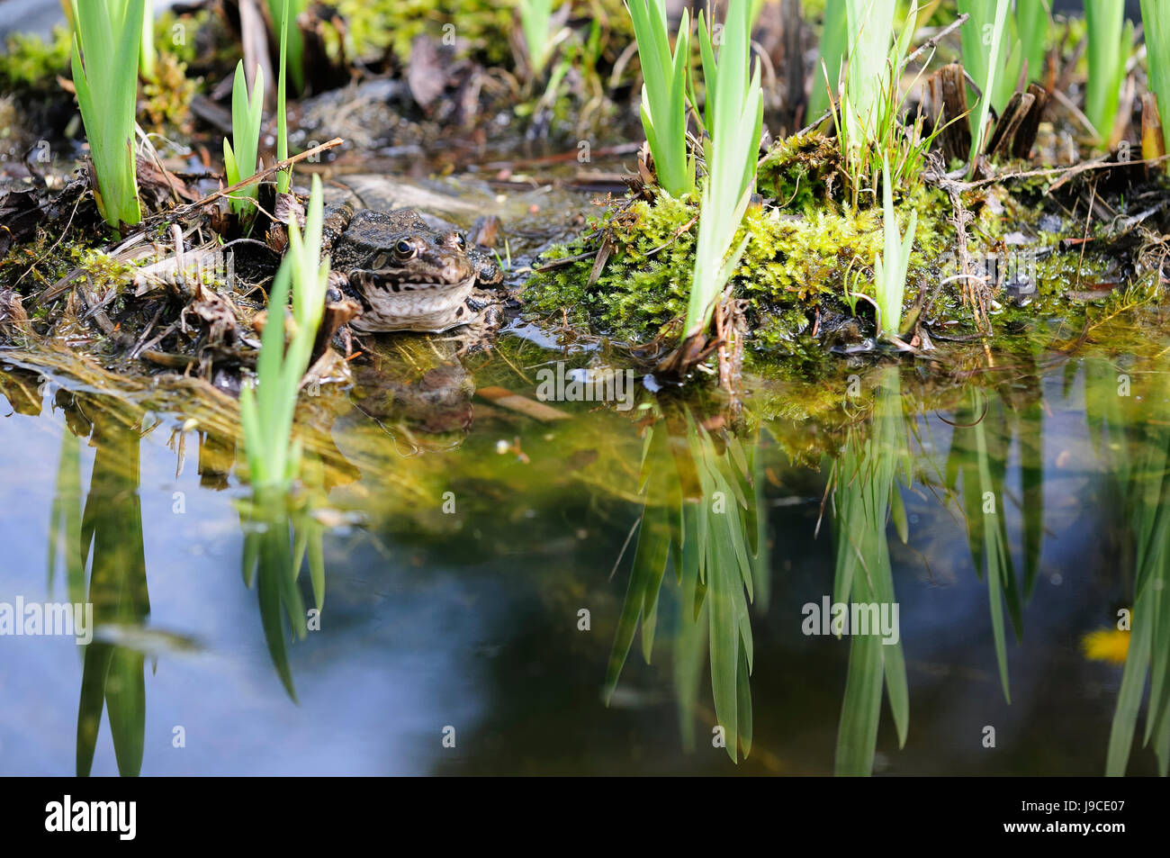 frog, dive, fresh water, pond, water, emerge, frogs, flee (irr ...