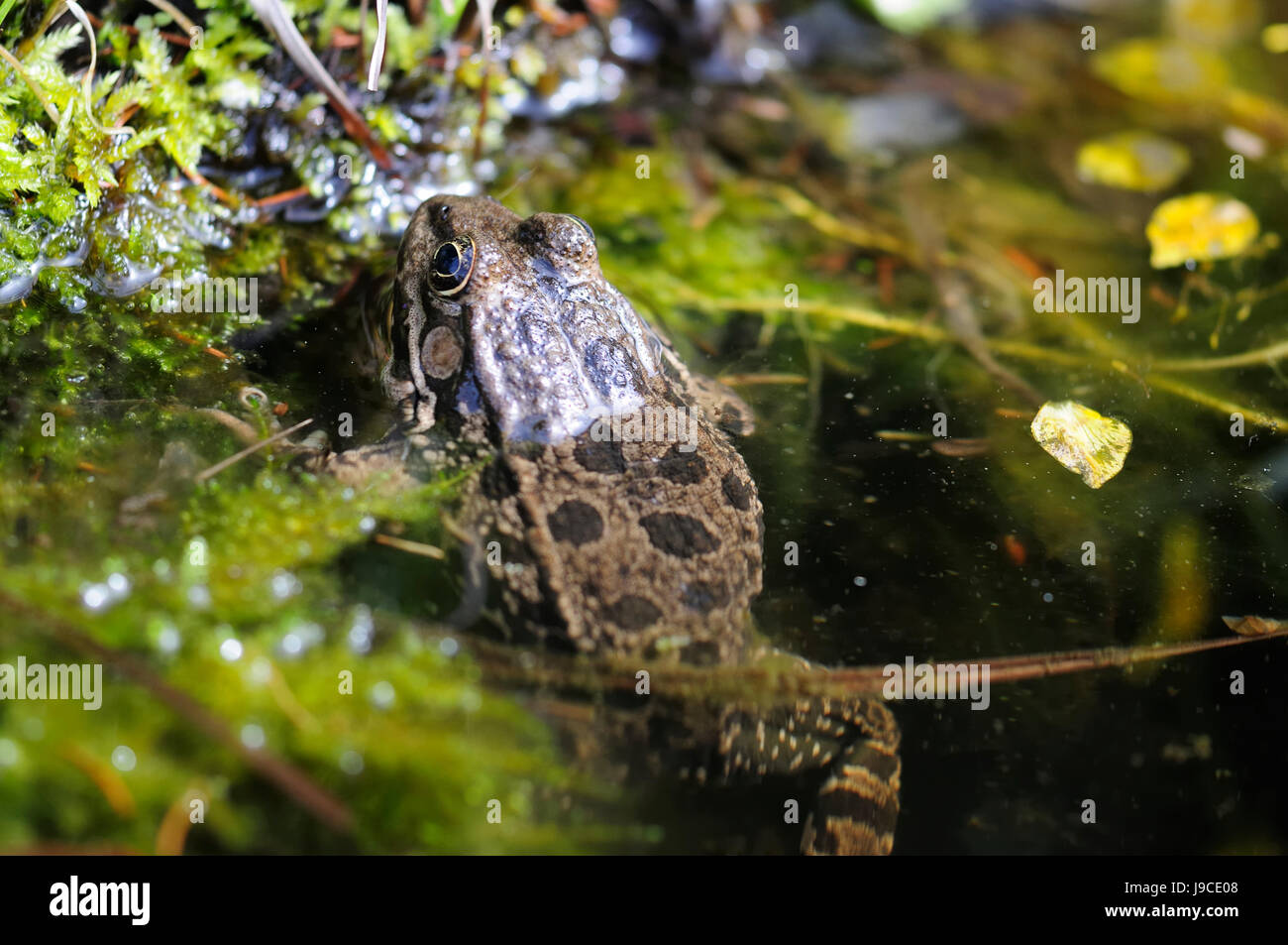 frog, dive, fresh water, pond, water, emerge, frogs, flee (irr ...