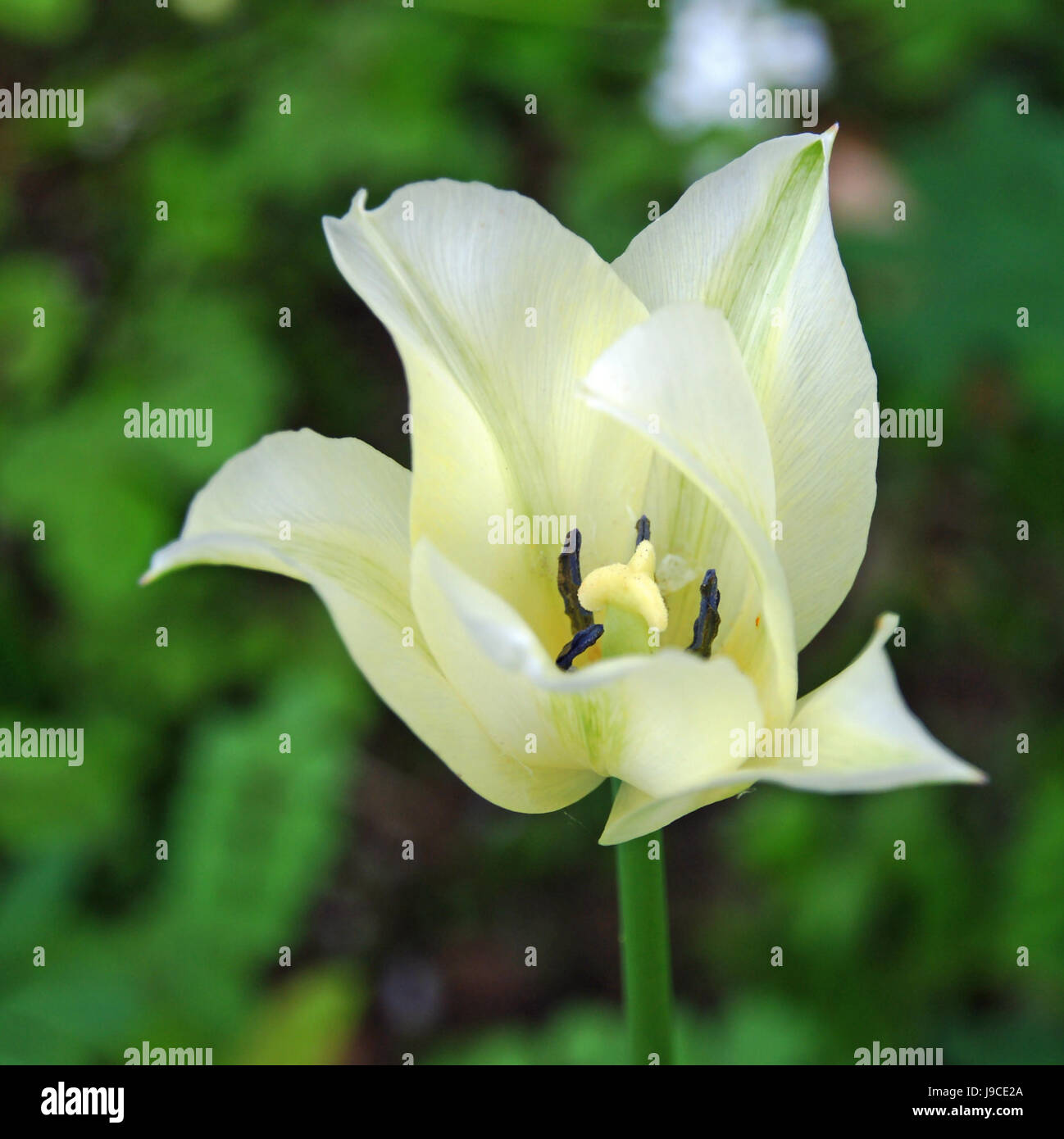 leaf, bloom, blossom, flourish, flourishing, flower, flowers, plant ...