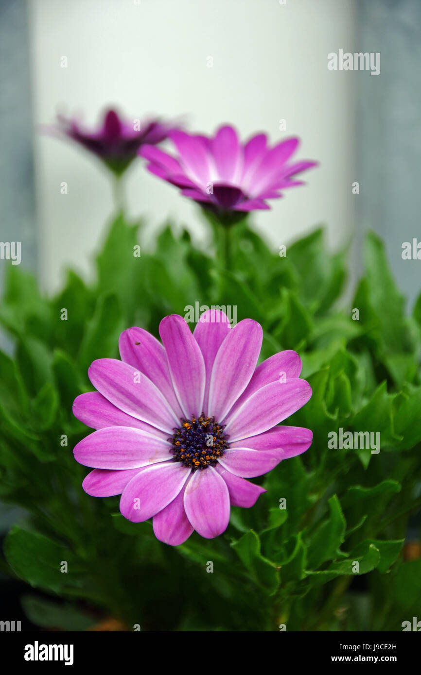 leaf, bloom, blossom, flourish, flourishing, flower, flowers, plant ...