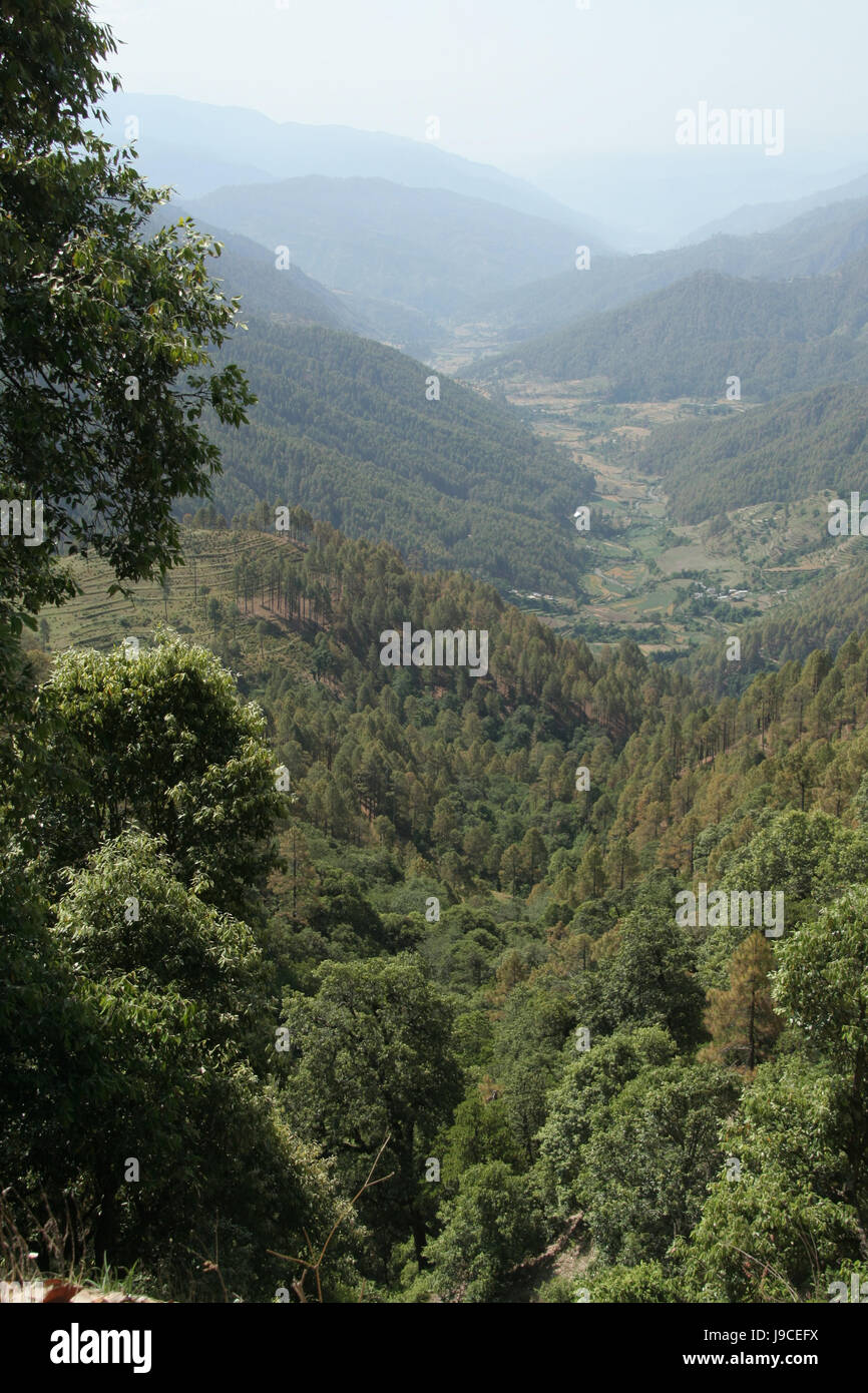 tree, trees, fauna, woods, valley, sight, view, outlook, perspective ...