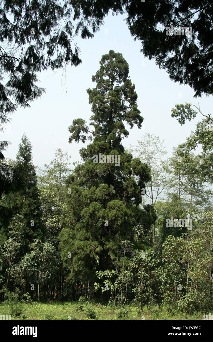 profile, tree, trees, leaves, flora, vertical, shape, vegetation ...