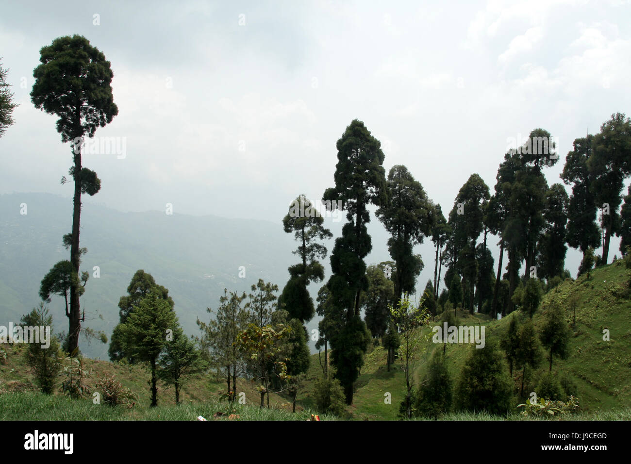 tree, trees, hill, horizontal, sight, view, outlook, perspective, vista ...