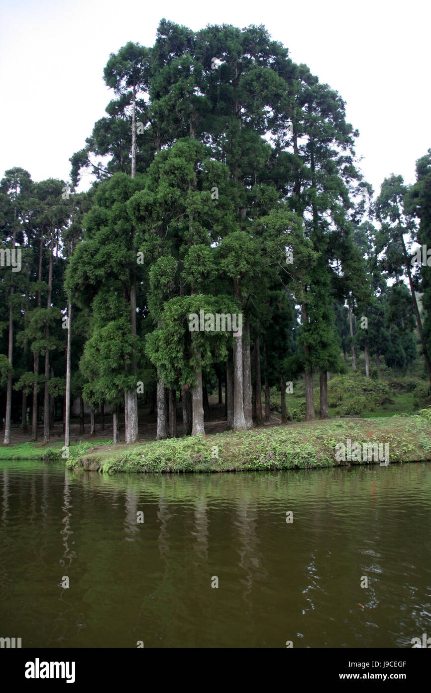 tree, trees, bloom, blossom, flourish, flourishing, pine, progression ...