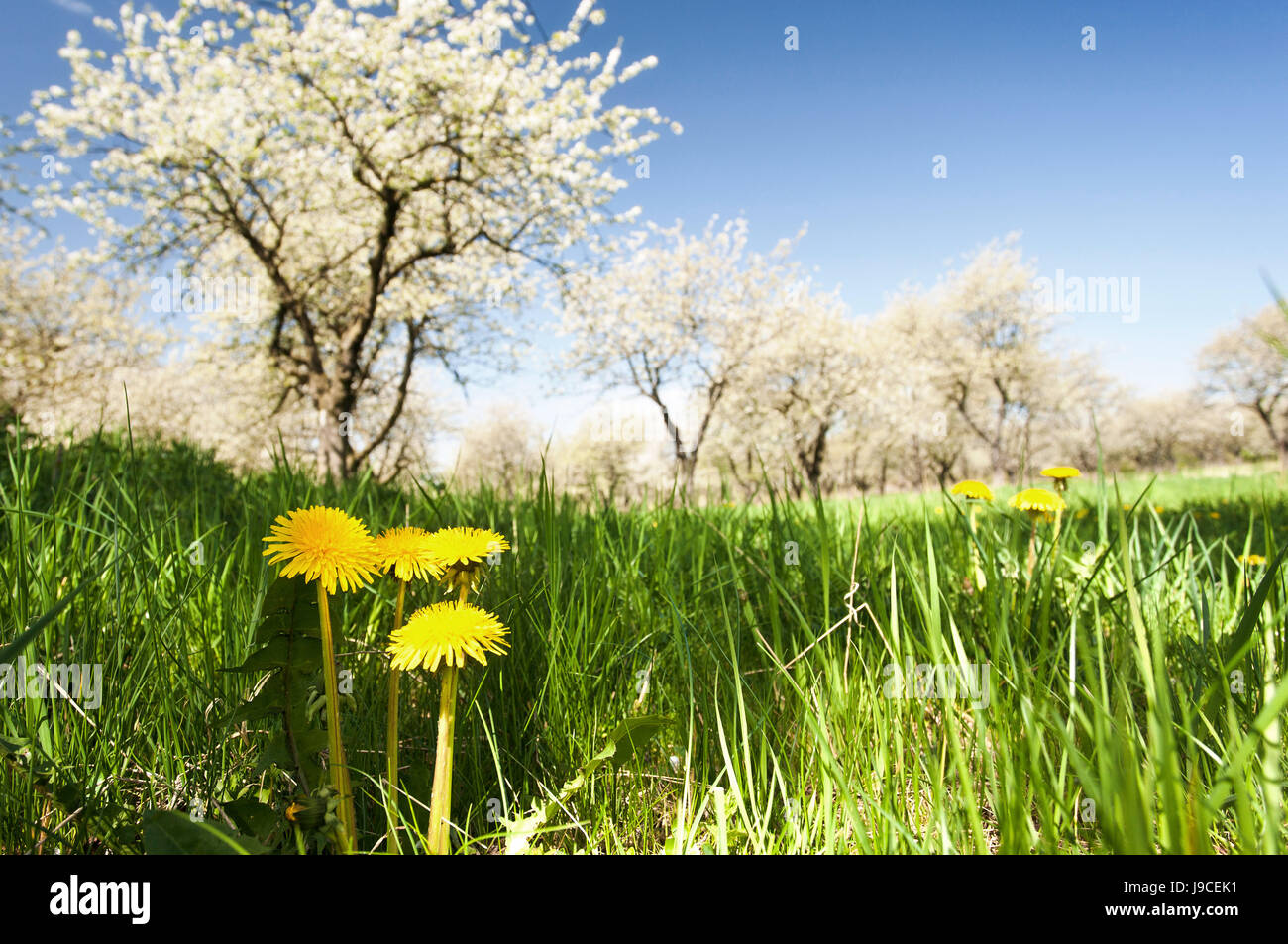 bloom, blossom, flourish, flourishing, spring, cherry blossom, fruit ...