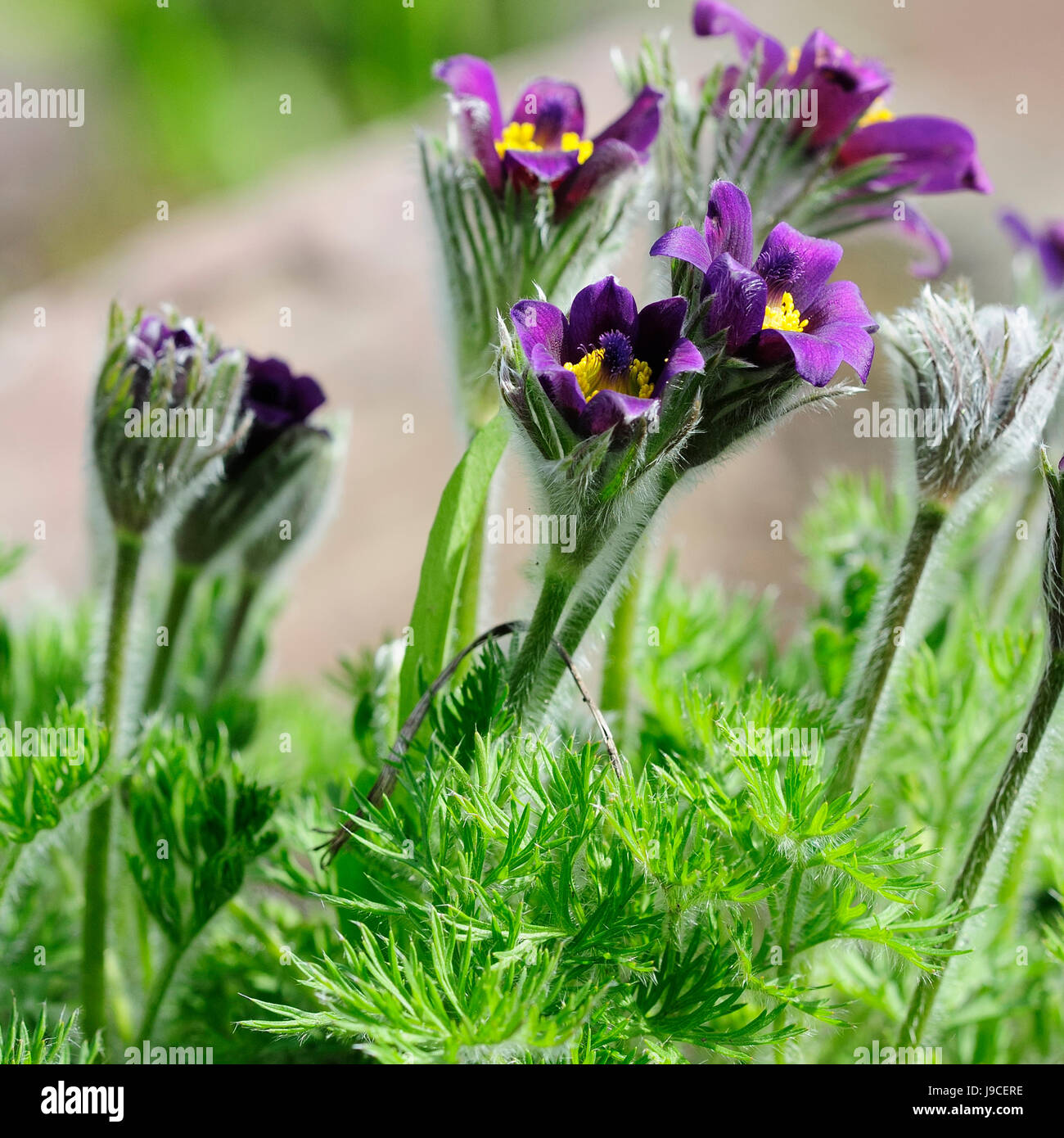 flower, plant, bloom, blossom, flourish, flourishing, flowers, spring ...