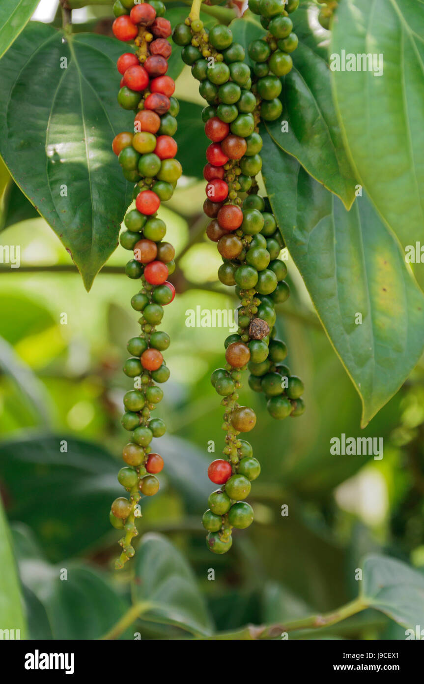 pepper, red, plant, asia, ripe, malaysia, borneo, fruit, climbing plant ...