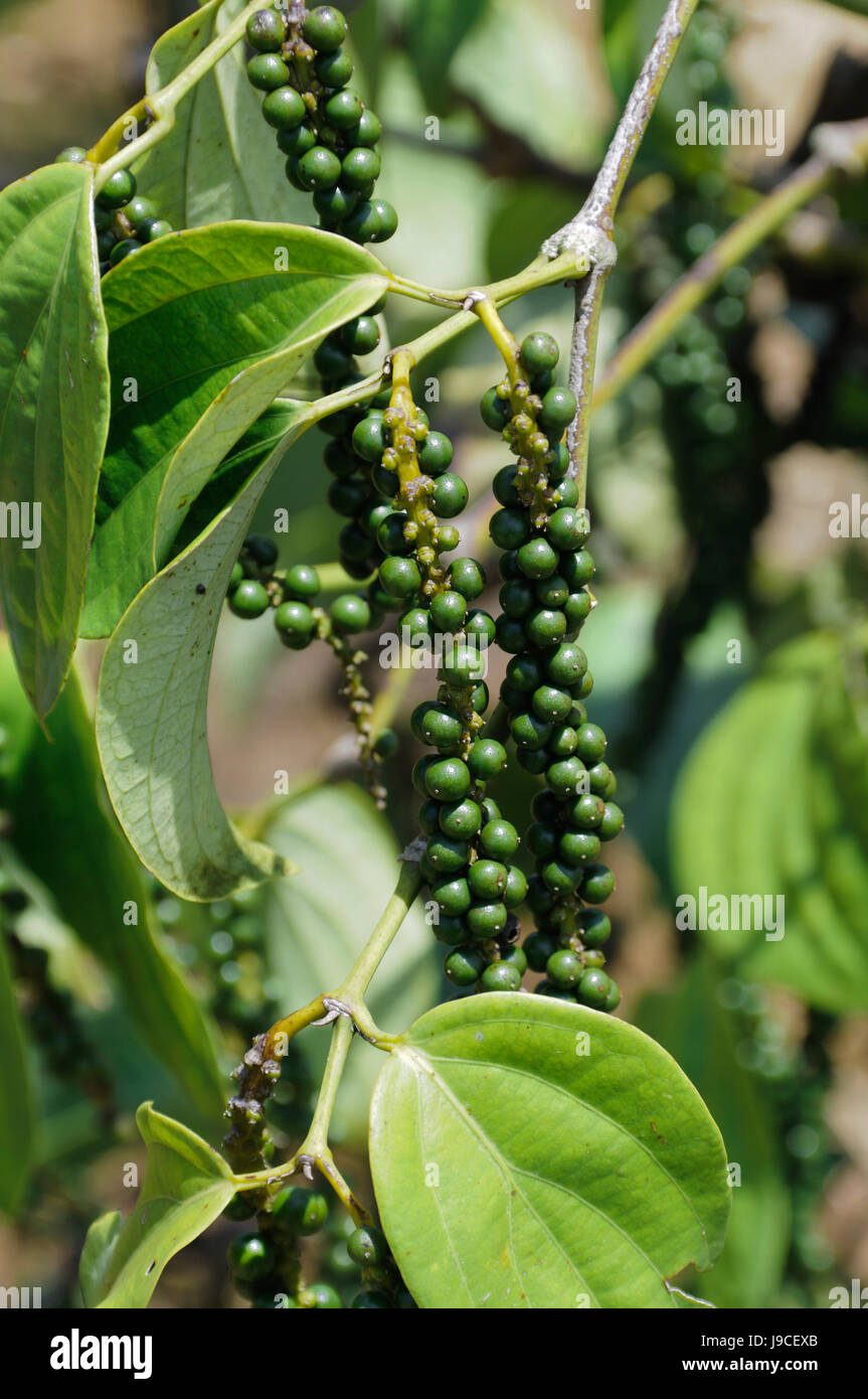 pepper, plantation, plant, asia, malaysia, borneo, fruit, climbing ...