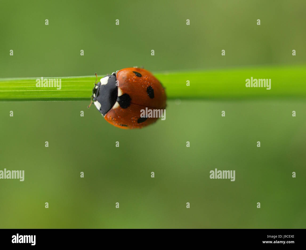 insect, insects, beetle, ladybug, insect, insects, beetle, ladybug ...