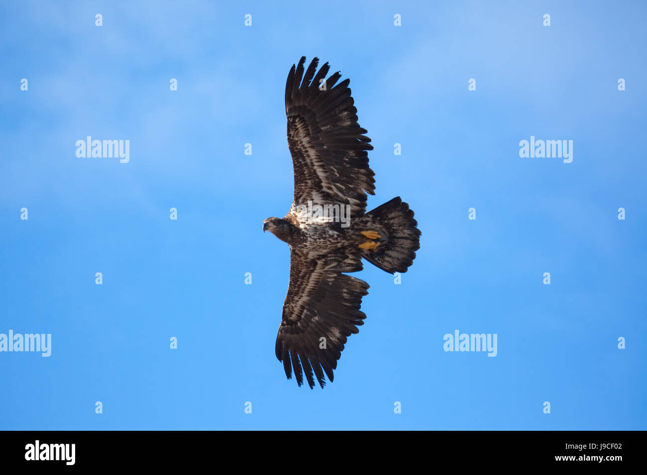 bird, eagle, blue, american, flight, animal, bird, wing, raptor, birds ...