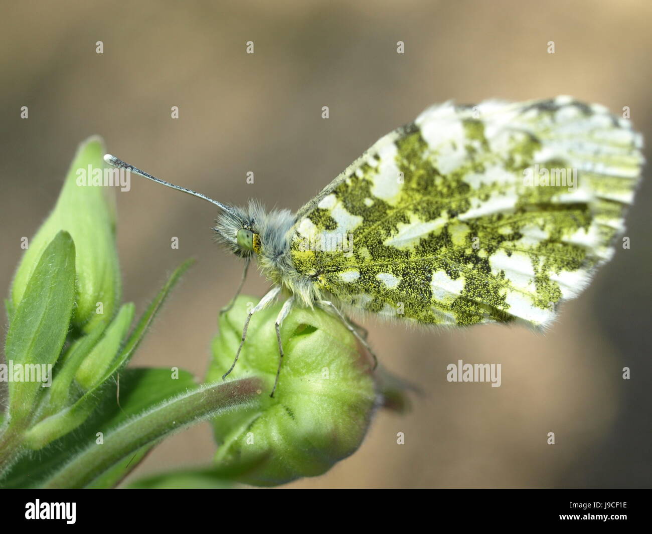 insect, butterfly, albino, garden, insect, insects, butterfly, blank ...