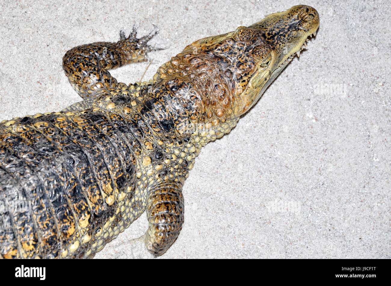animal, reptile, wild, lizard, crocodile, portrait, wildlife, fierce ...