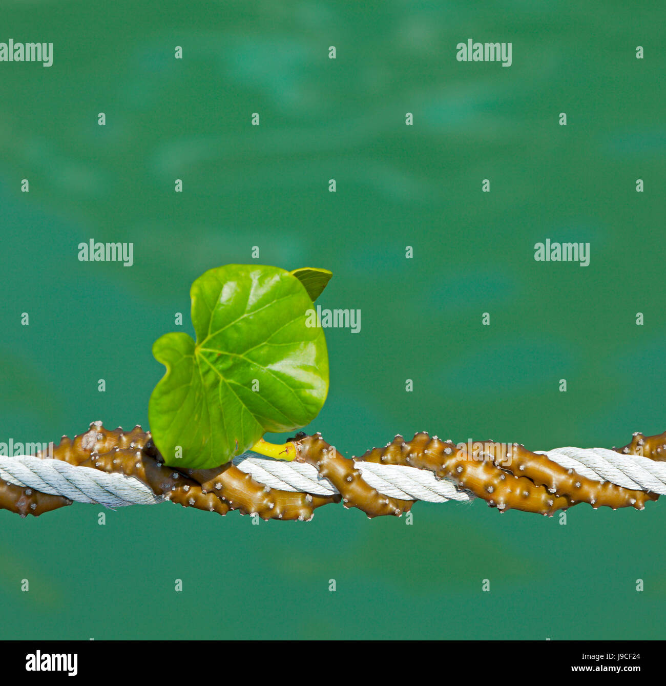 leaf, spiral, twisted, rope, vine, grape vine, grape-vine, lawn, green ...