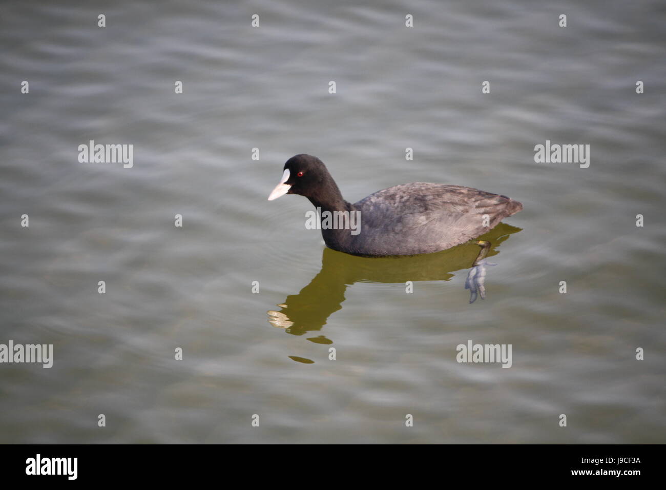 coot / bach chicken in water Stock Photo - Alamy