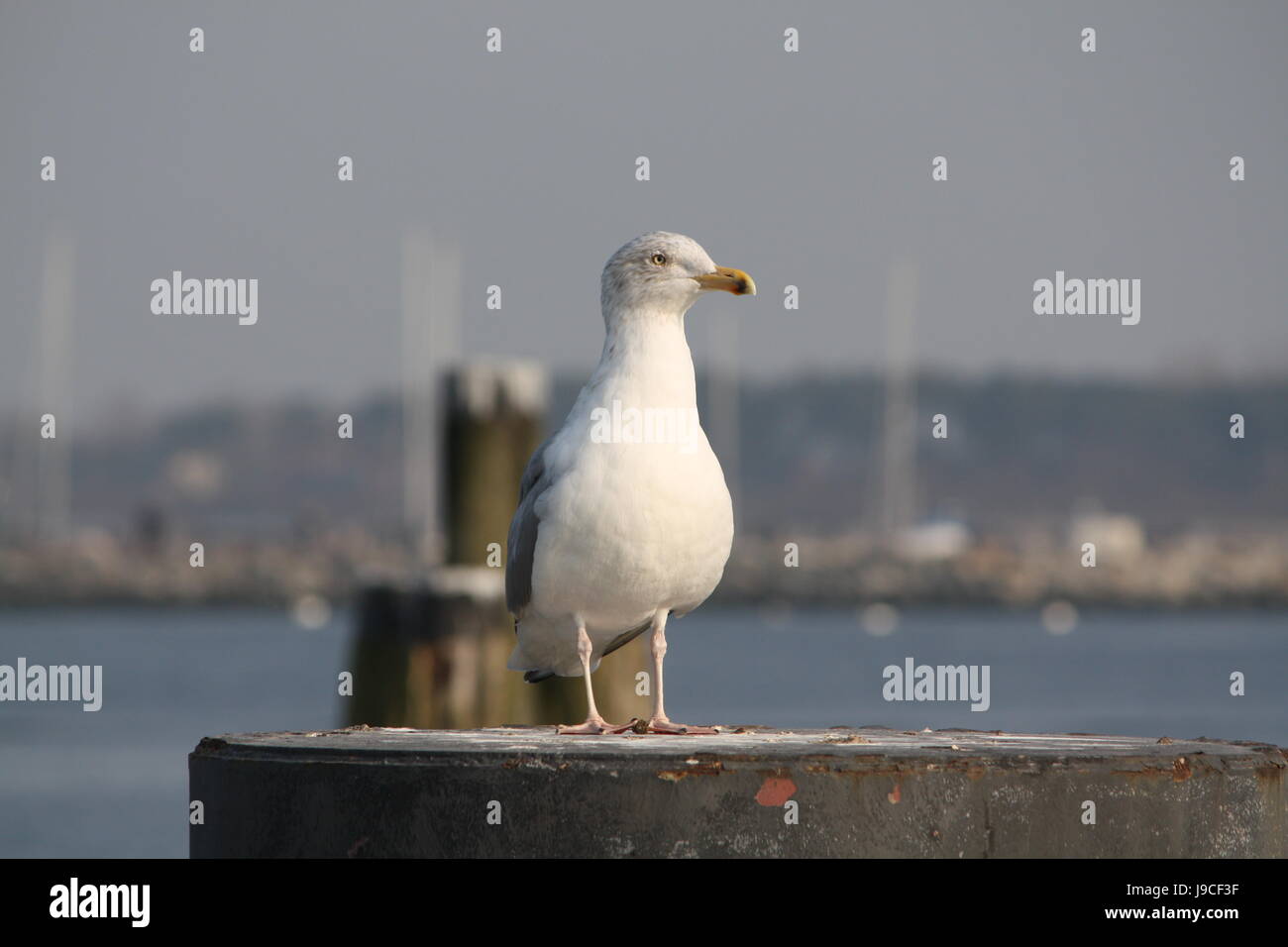 seagull in the harbor Stock Photo - Alamy