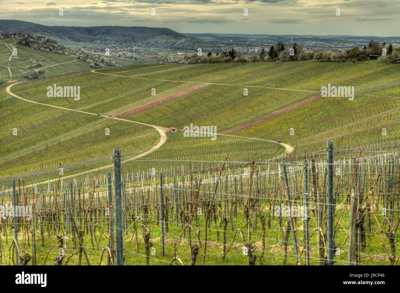 agriculture, farming, wine, summer, summerly, vineyard, spring ...