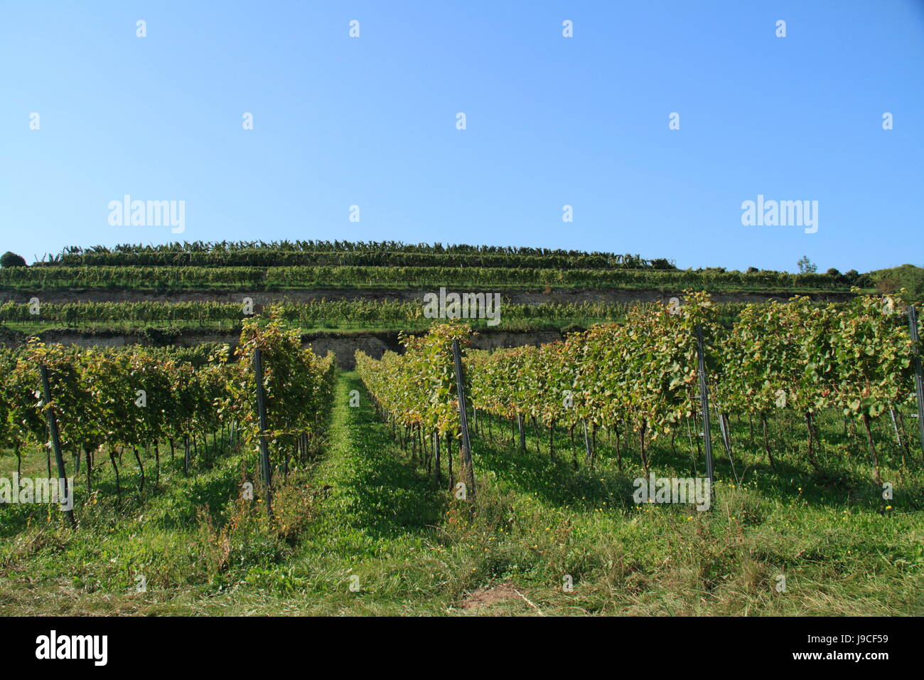 agriculture, farming, vineyard, viticulture, vine, grape vine, grape ...