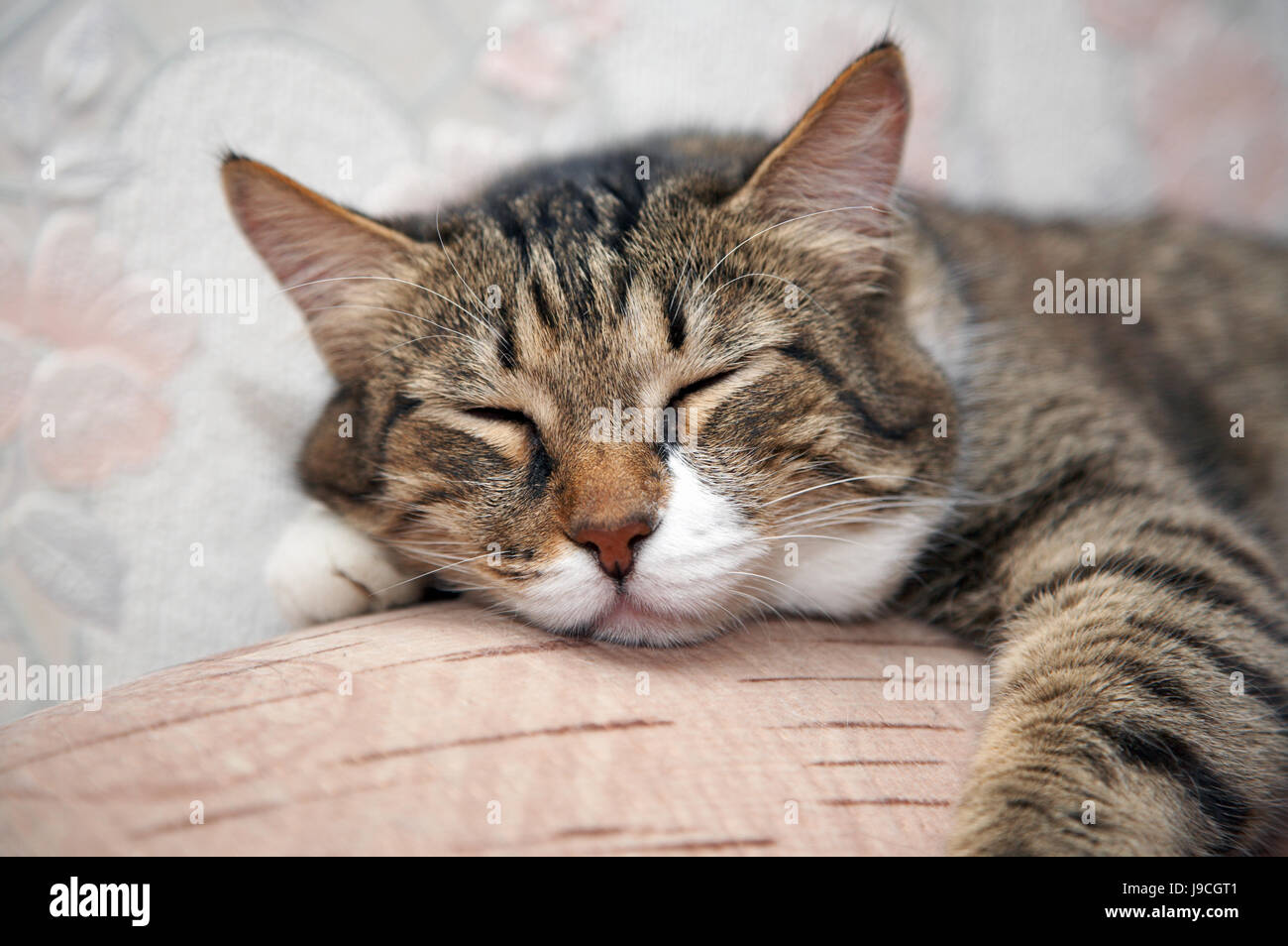 single, animal, pet, animals, portrait, eye, organ, pets, eyes, fur ...