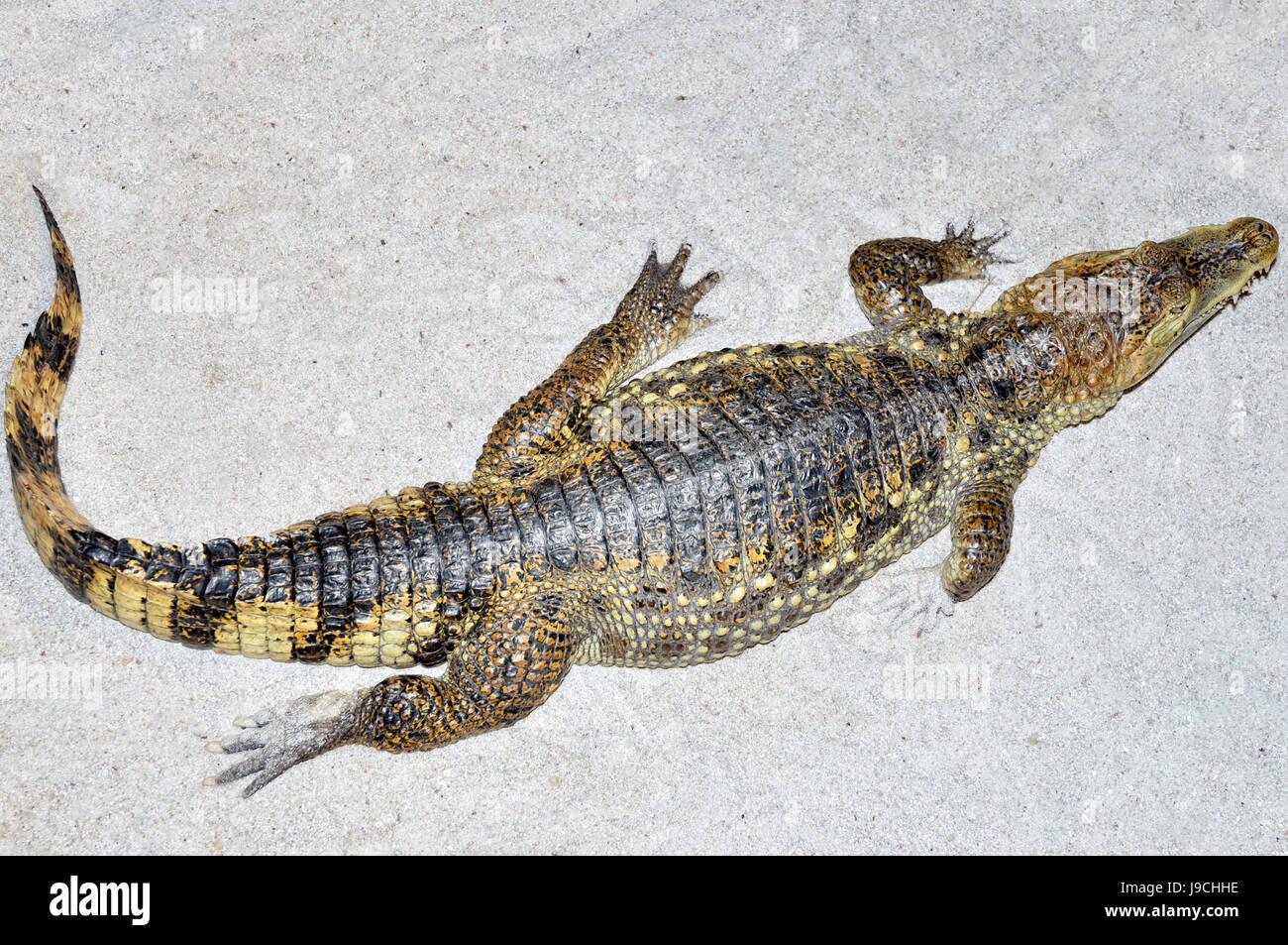 animal, reptile, wild, lizard, crocodile, portrait, wildlife, fierce ...