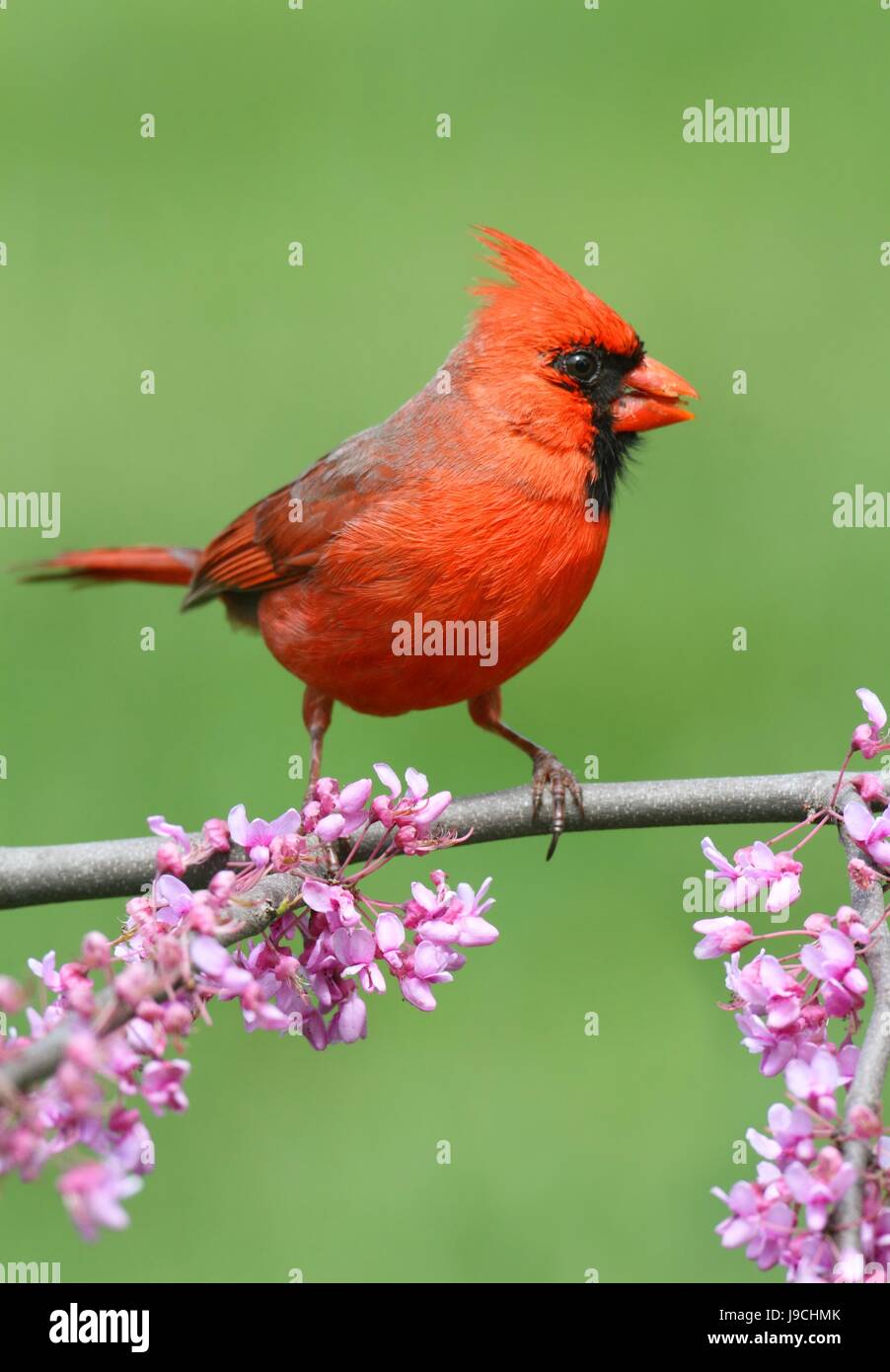 tree, bird, wild, cardinal, nature, tree, animal, bird, flower, plant ...