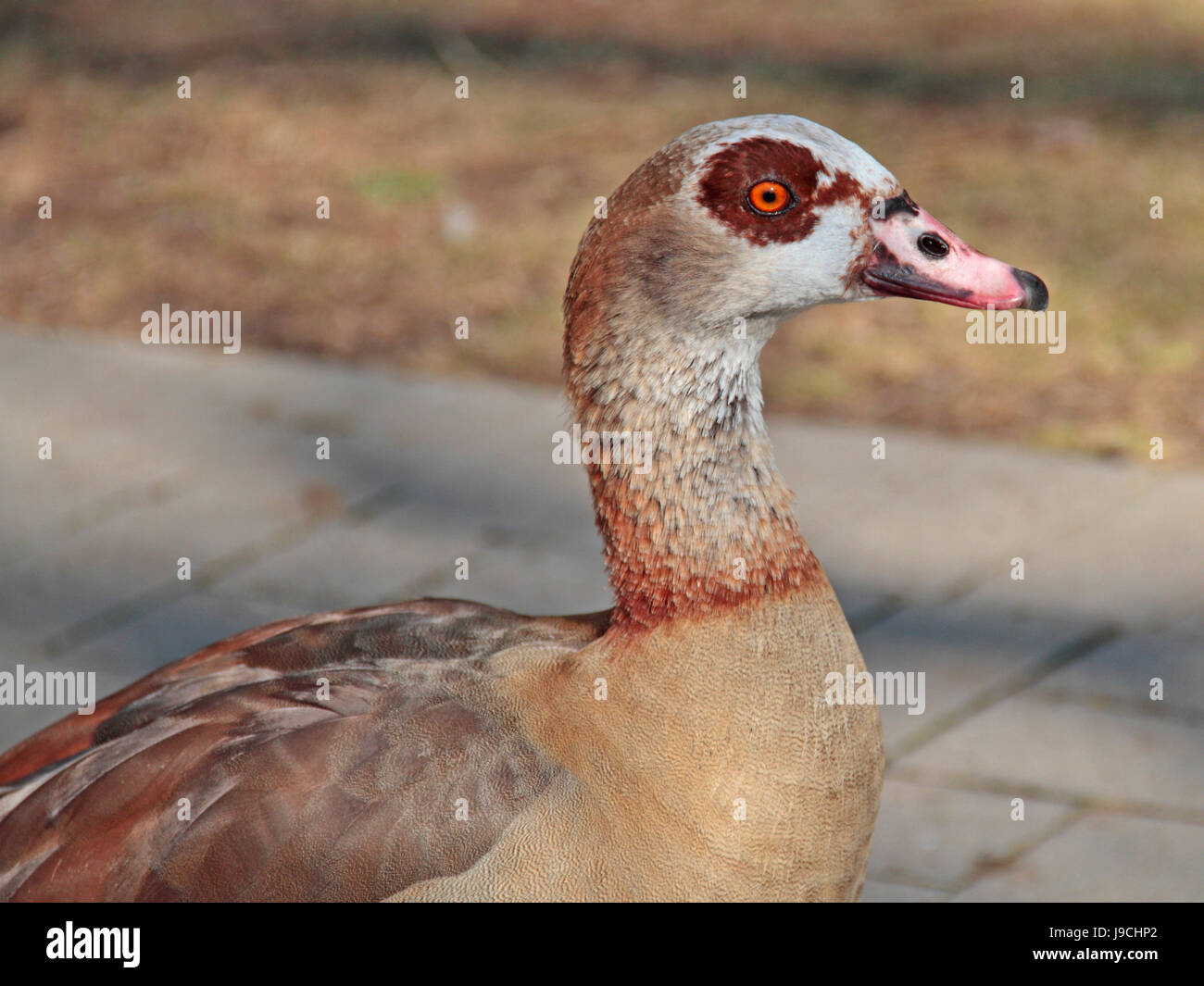 bird, brown, brownish, brunette, male, masculine, birds, scepticism ...