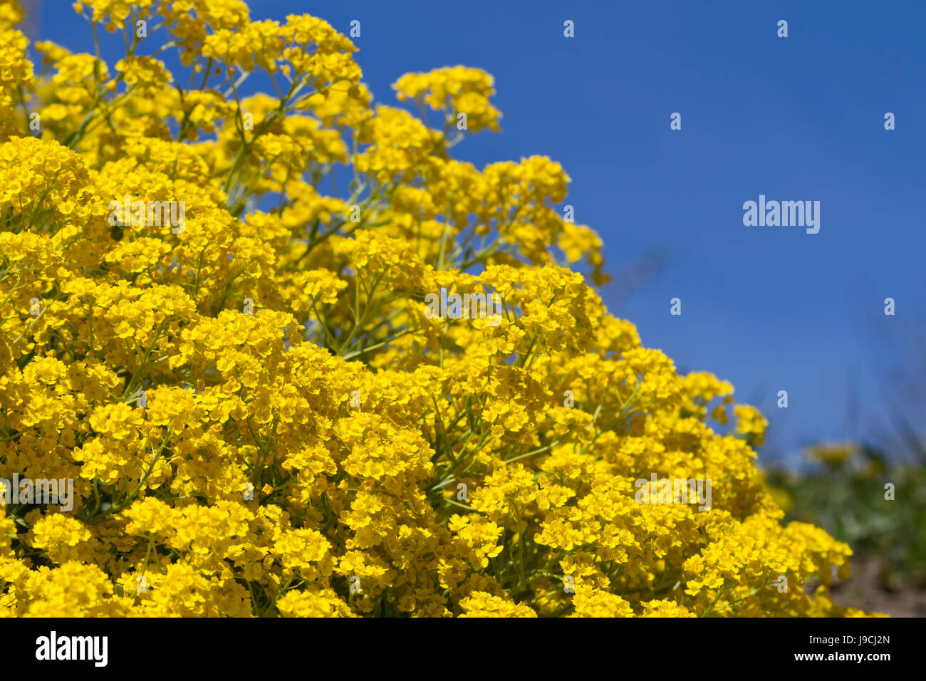 gold yellow alyssum (aurinia saxatile Stock Photo - Alamy