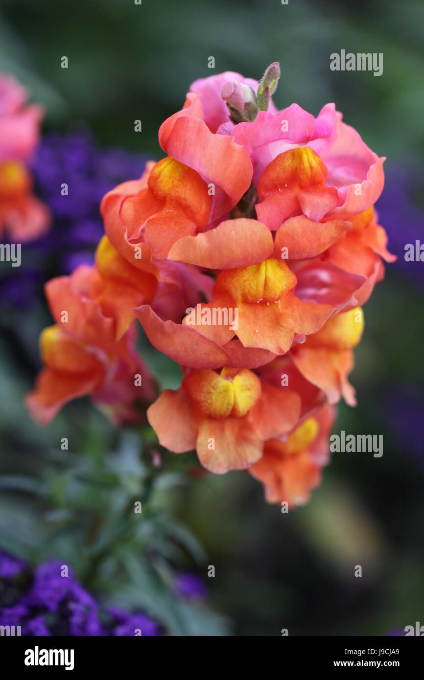 Dark red snapdragons hi-res stock photography and images - Alamy