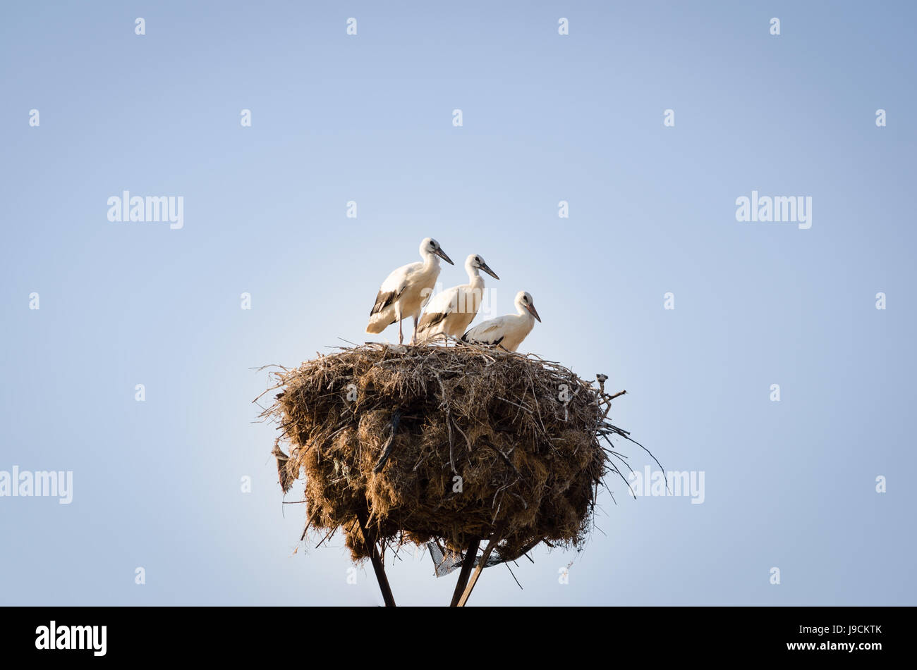 Three little storks in a nest Stock Photo - Alamy