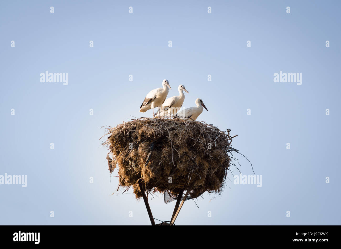 Three little storks in a nest Stock Photo - Alamy