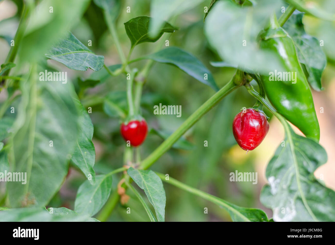 Red ball pepper hi-res stock photography and images - Alamy