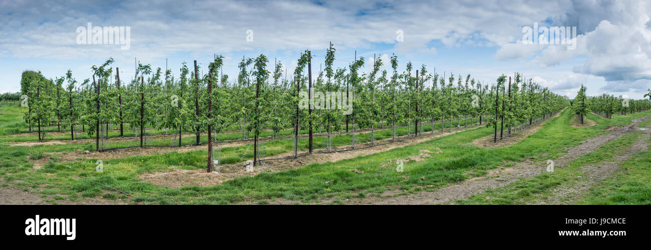 Kent apple orchards hi-res stock photography and images - Alamy