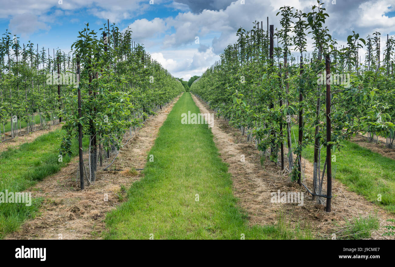 Rows of apple trees in an orchard Stock Photo - Alamy