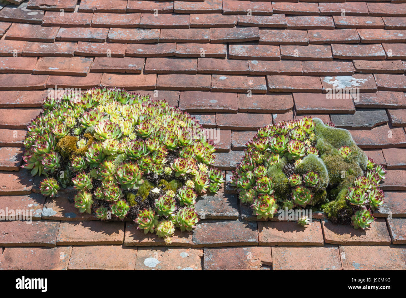 Alpine plants house leek hi-res stock photography and images - Alamy