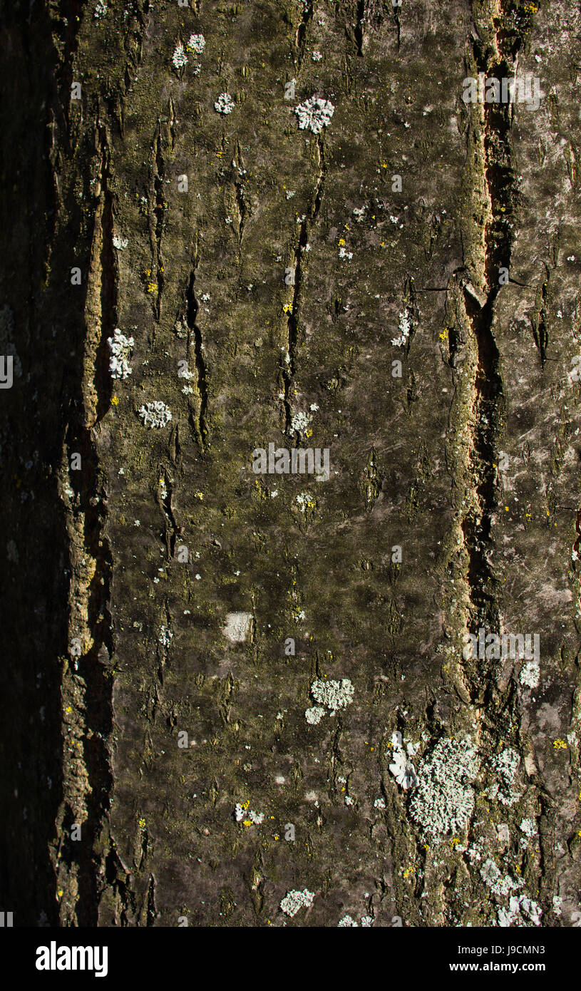 tree, abstract, seamless, bark, backdrop, background, nature, texture ...