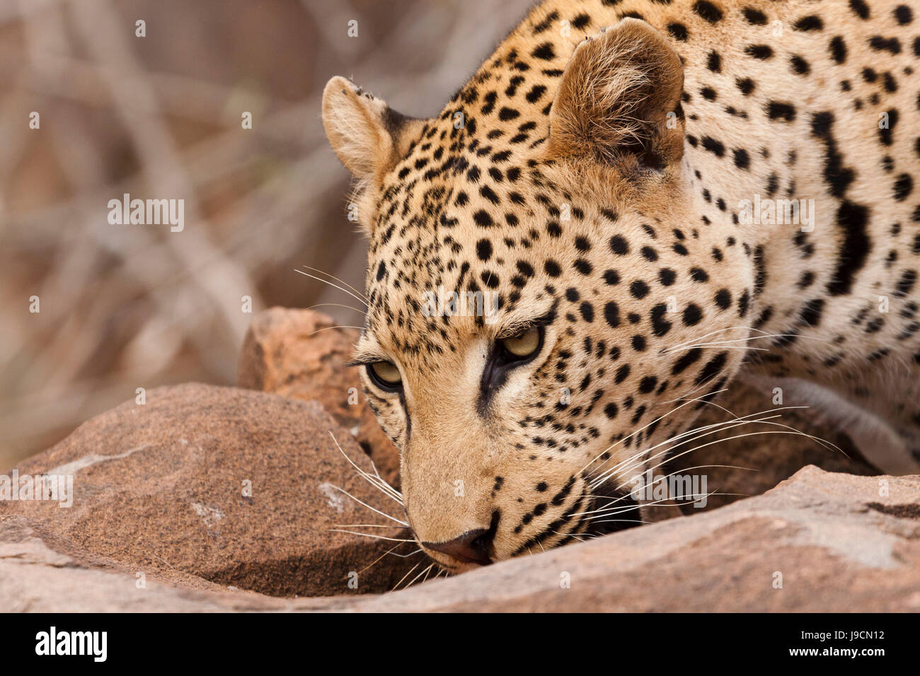animal, africa, predator, cat, big cat, feline predator, leopard ...