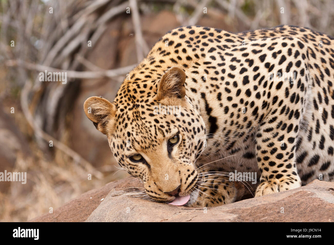 animal, africa, predator, cat, big cat, feline predator, leopard ...