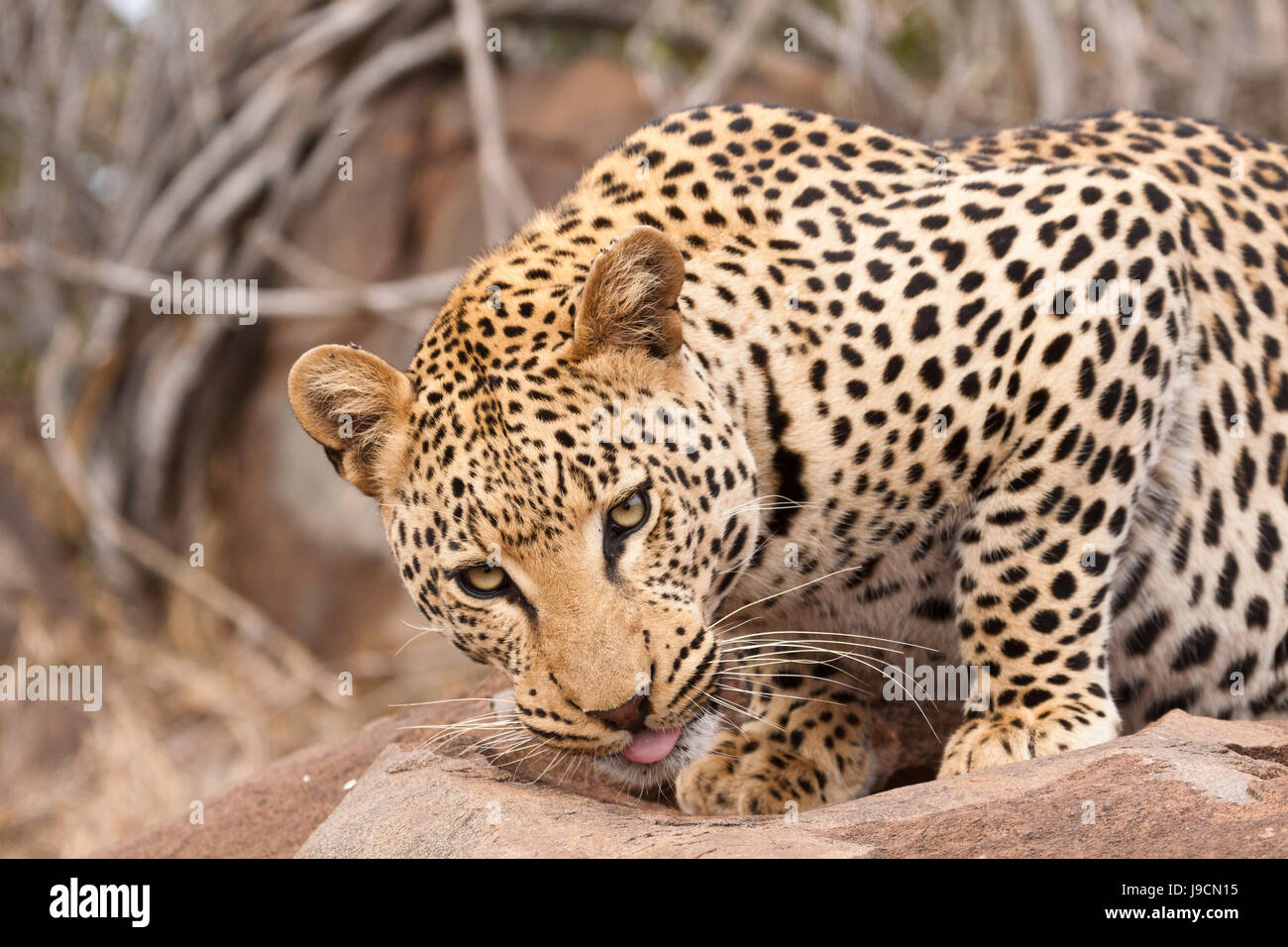 animal, africa, predator, cat, big cat, feline predator, leopard ...