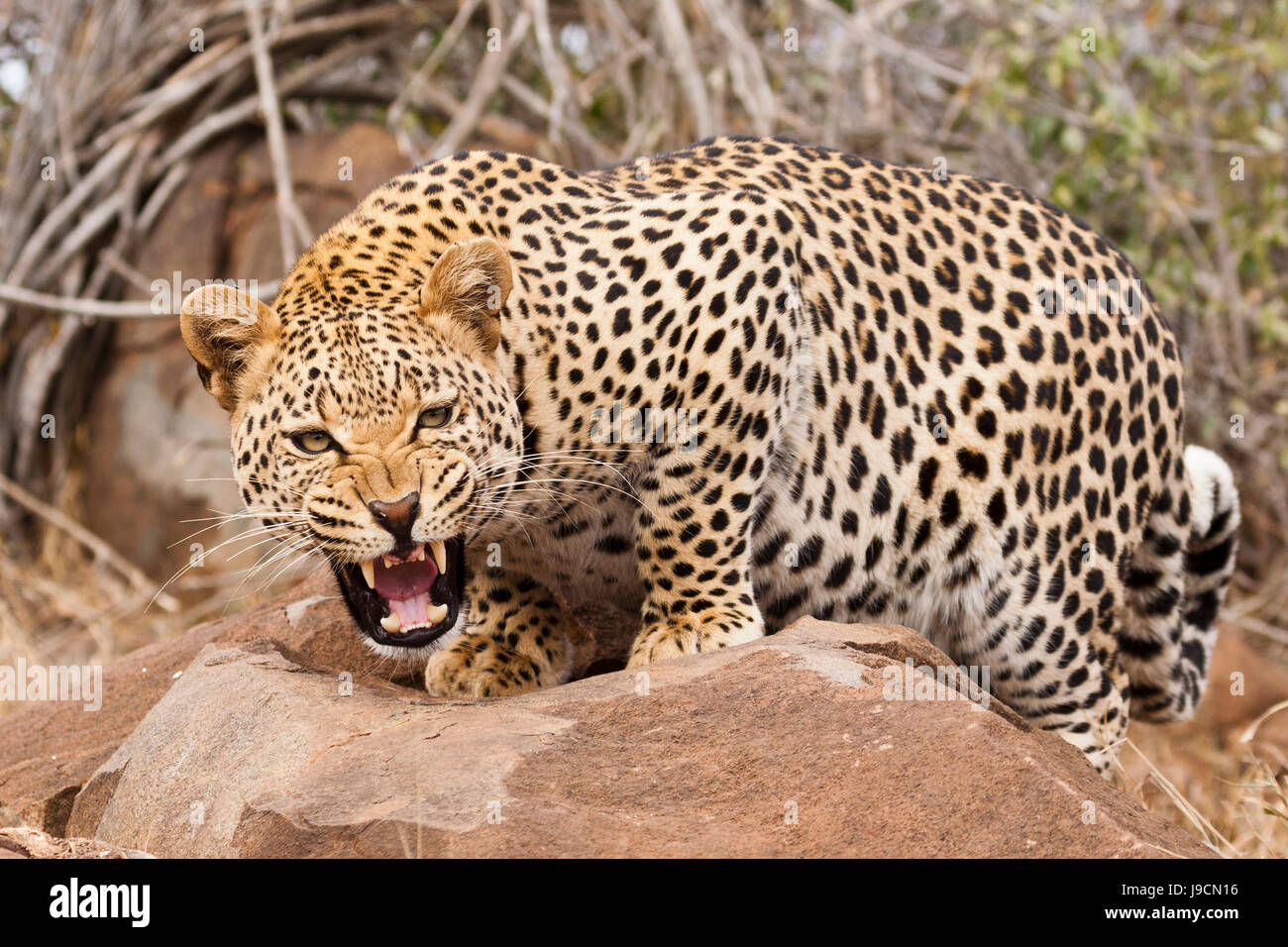 animal, africa, predator, cat, big cat, feline predator, leopard ...