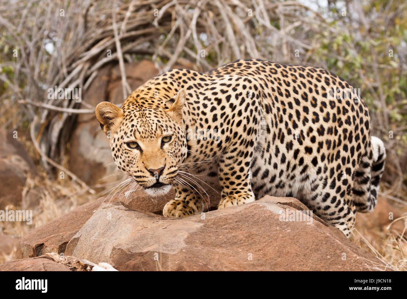 animal, africa, predator, cat, big cat, feline predator, leopard ...