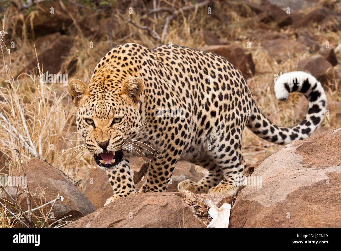 animal, africa, predator, cat, big cat, feline predator, leopard ...
