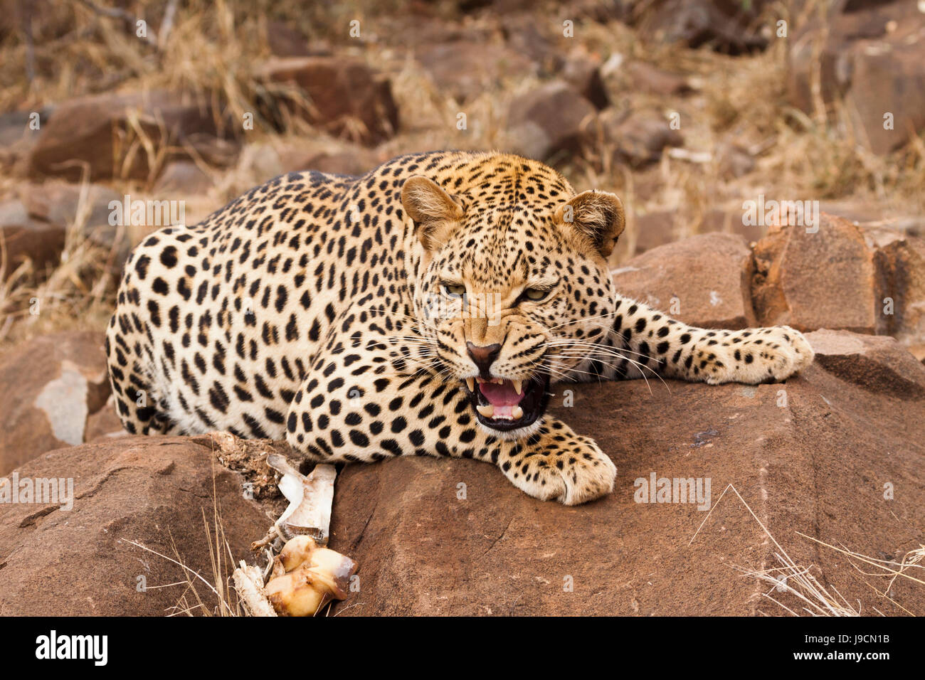 animal, africa, predator, cat, big cat, feline predator, leopard ...