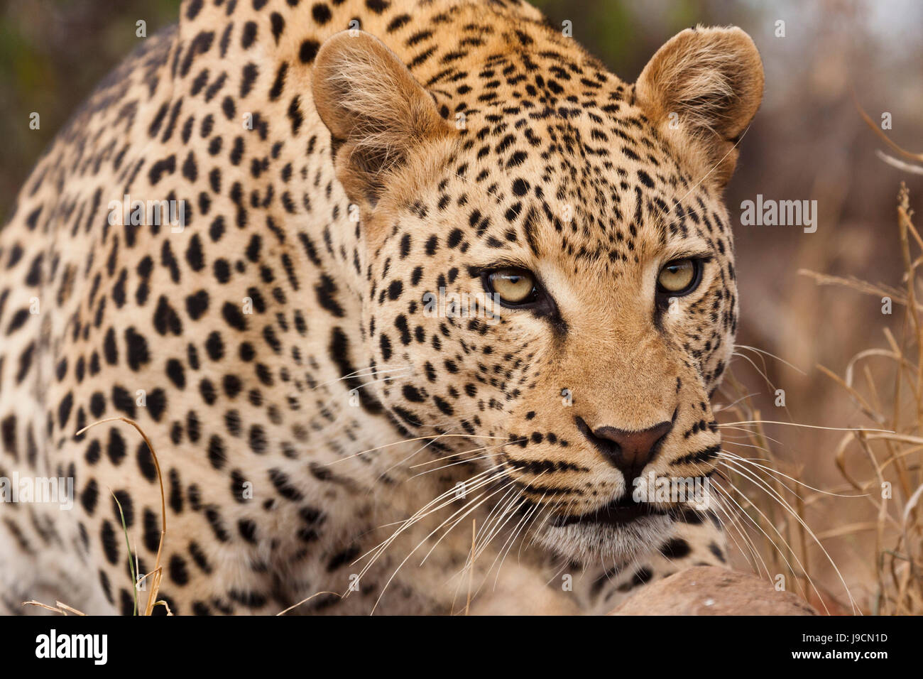 animal, africa, predator, cat, big cat, feline predator, leopard ...