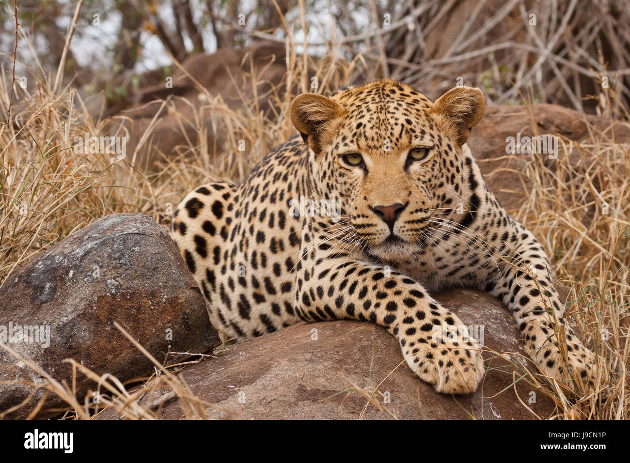 animal, africa, predator, cat, big cat, feline predator, leopard ...