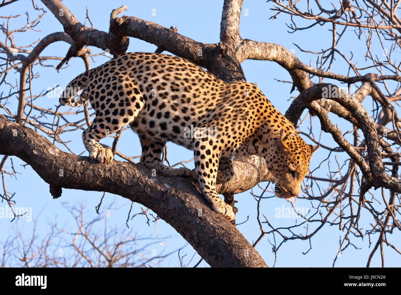 animal, africa, predator, cat, big cat, feline predator, leopard ...